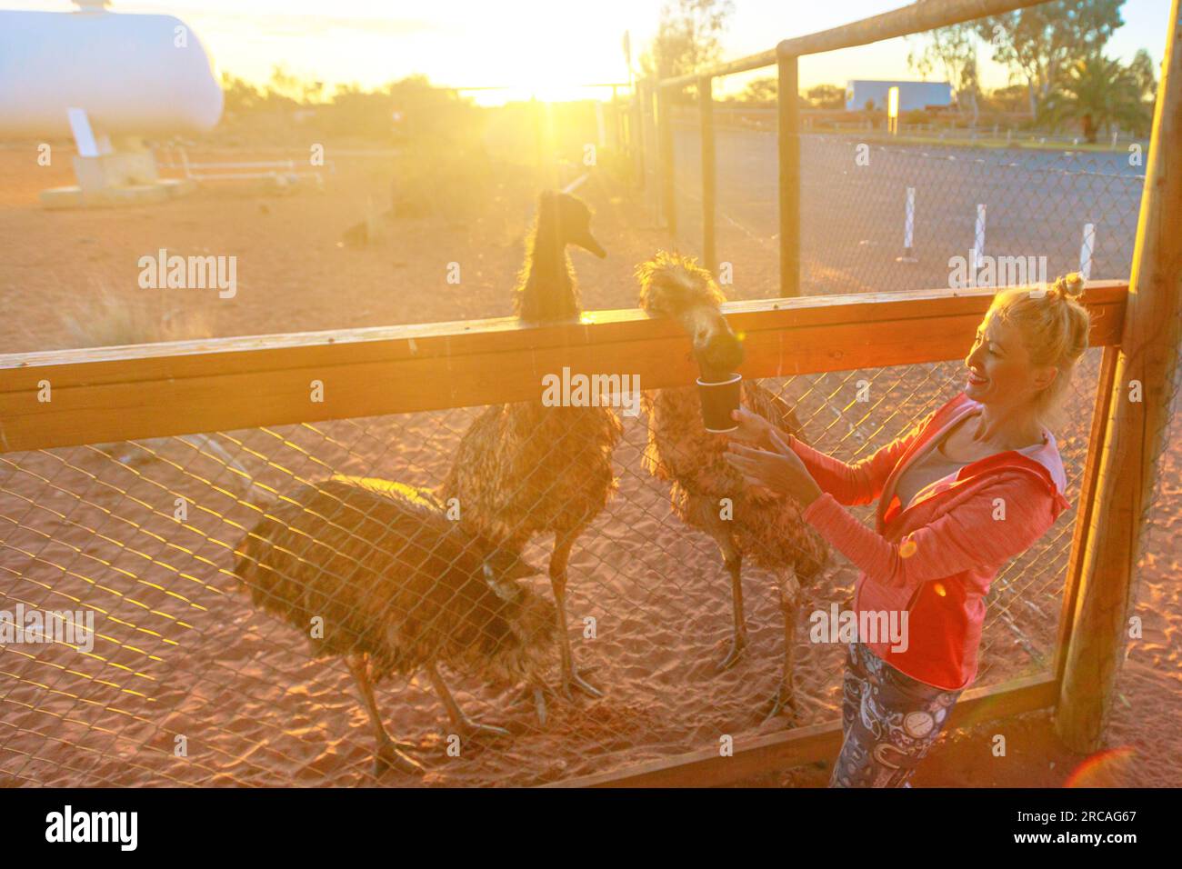 Woman feeding Emu, Dromaius novaehollandiae, on arid ground, is an ...
