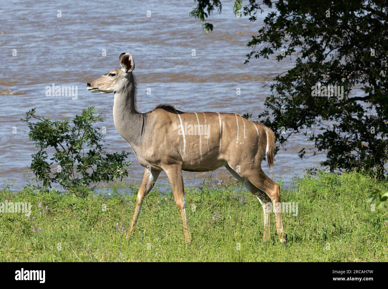 Greater Kudu prefer to live in thicker bush and have an incredible ...