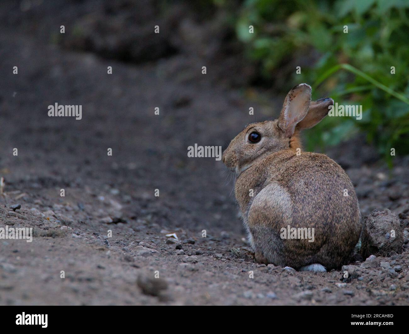 Young rabbit sat alone on a path Stock Photo - Alamy