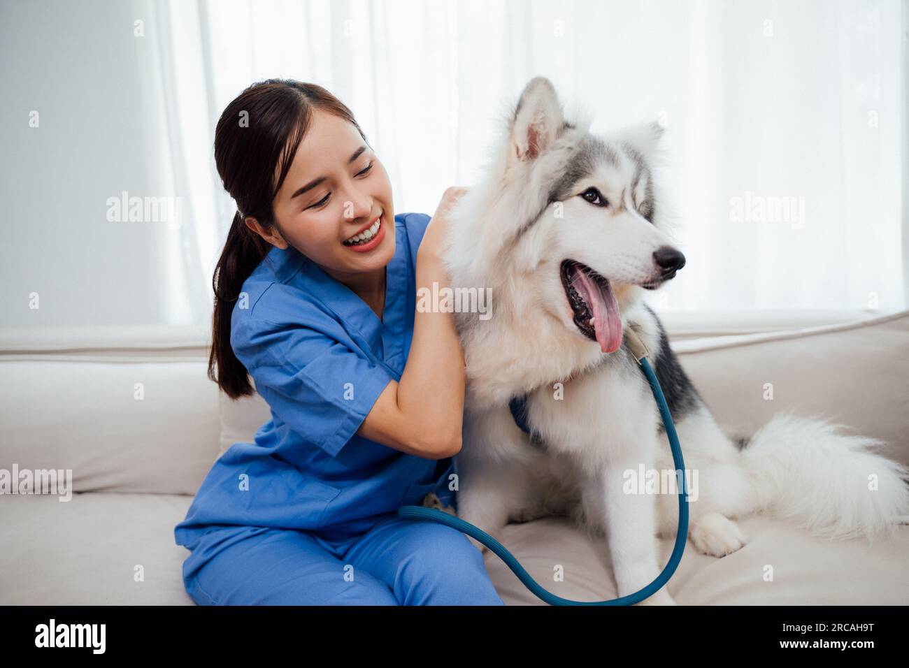 Happy veterinarian examining friendly Siberian Husky dog at hospital or ...
