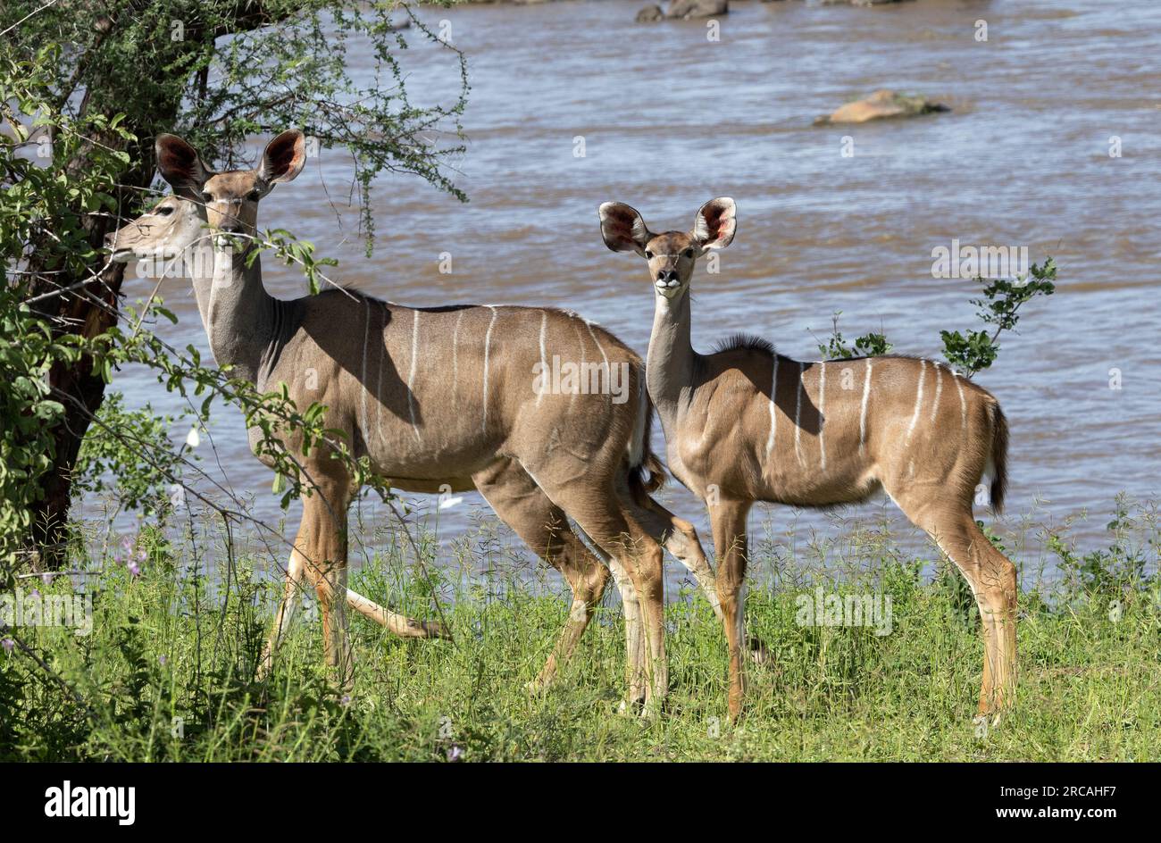 Greater Kudu prefer to live in thicker bush and have an incredible ...