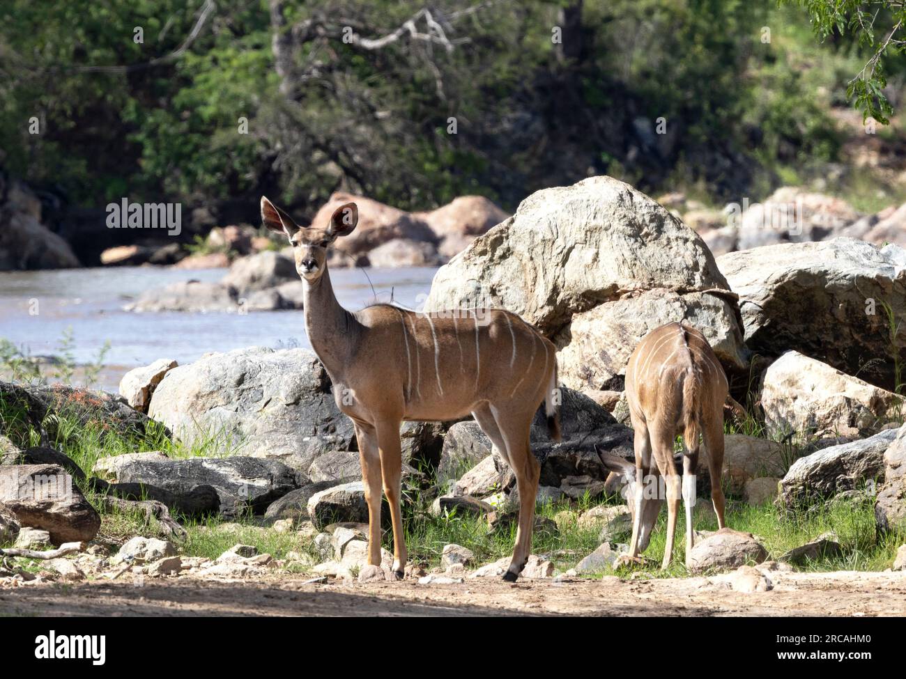 Greater Kudu prefer to live in thicker bush and have an incredible ...