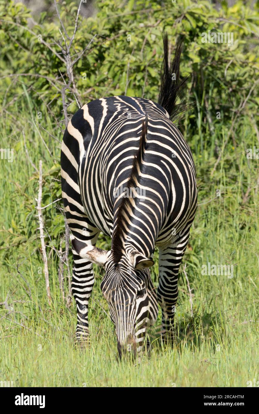 Hind gut fermenter hi-res stock photography and images - Alamy