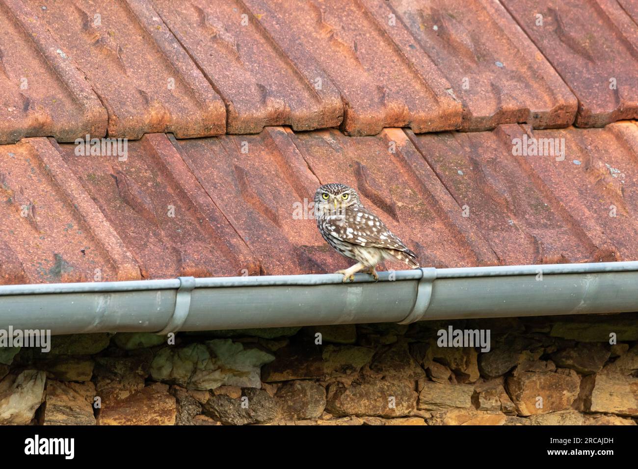 A Little owl (Athene noctua) perched on a barn gutter with tiled roof ...