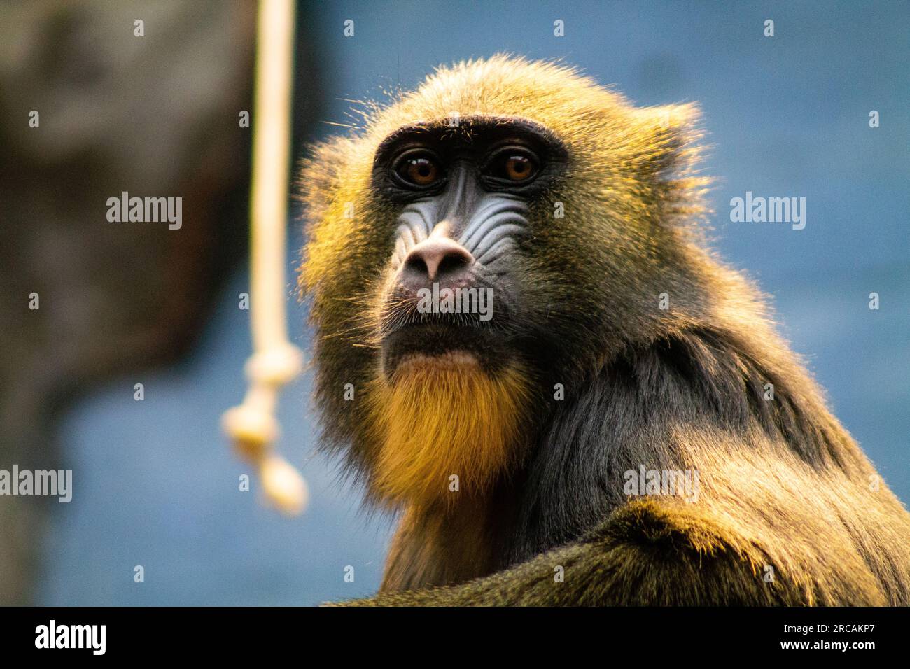 Portrait of a male mandrill, Mandrillus sphinx Stock Photo - Alamy