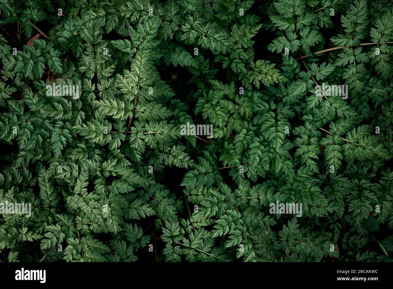 natural green vegetation texture as background for design Stock Photo ...