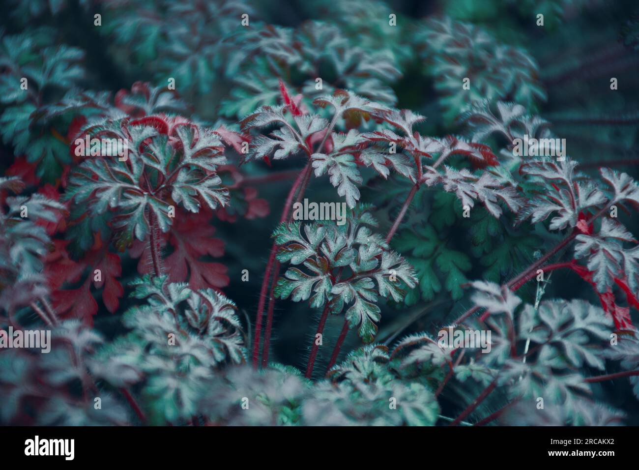 texture of colorful vegetation as a background for design Stock Photo ...