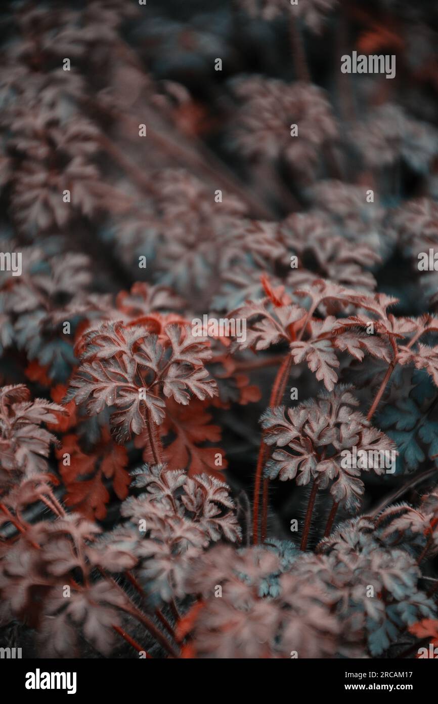 texture of colorful vegetation as a background for design Stock Photo ...