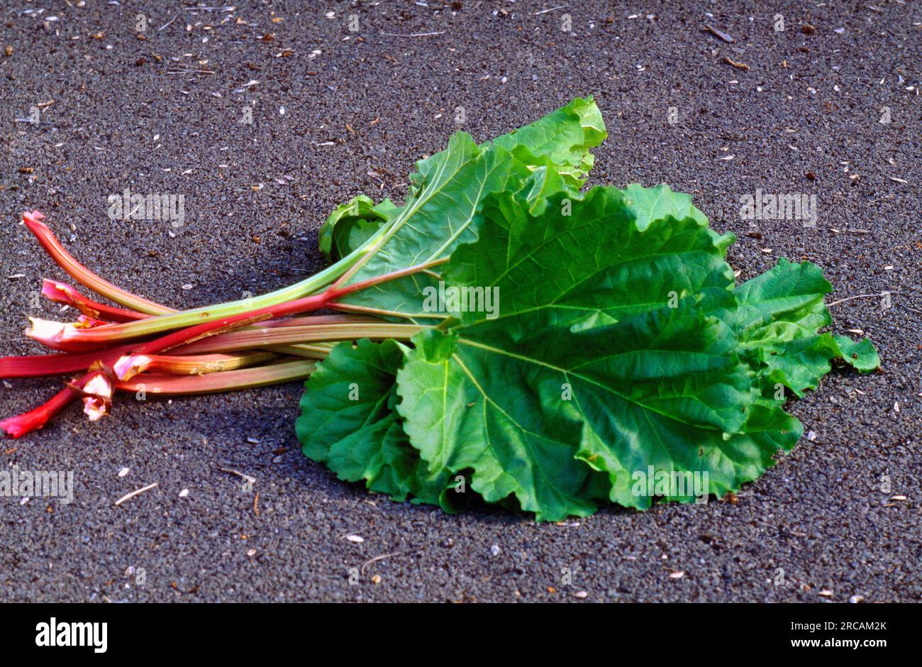 Green leaves on stems hi-res stock photography and images - Alamy