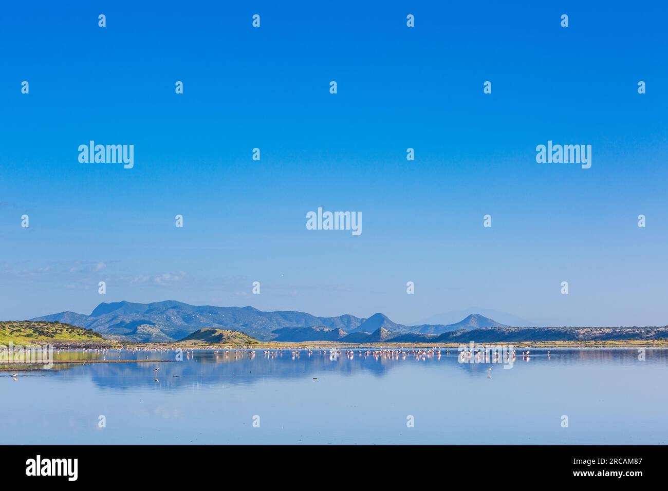 Lake Magadi Flamingoes Home Kajiado County Great Rift Valley Pink ...