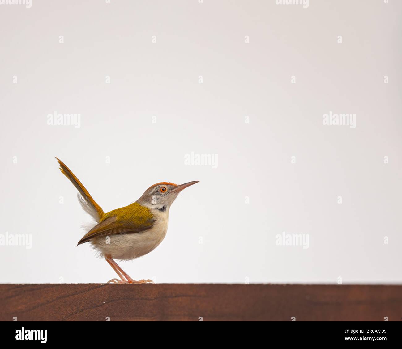 Female tailor bird hi-res stock photography and images - Alamy
