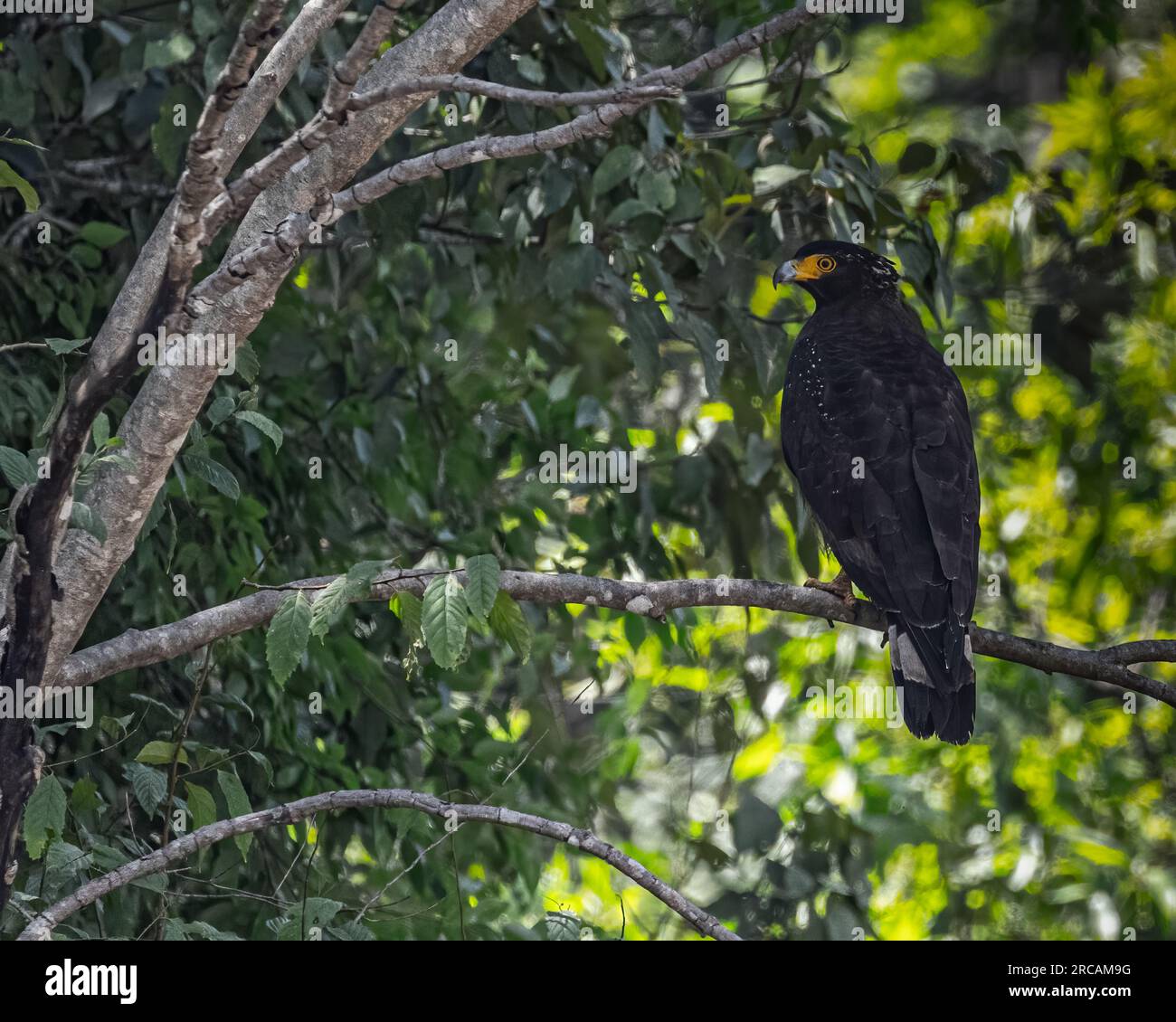 Shadow serpent hi-res stock photography and images - Alamy
