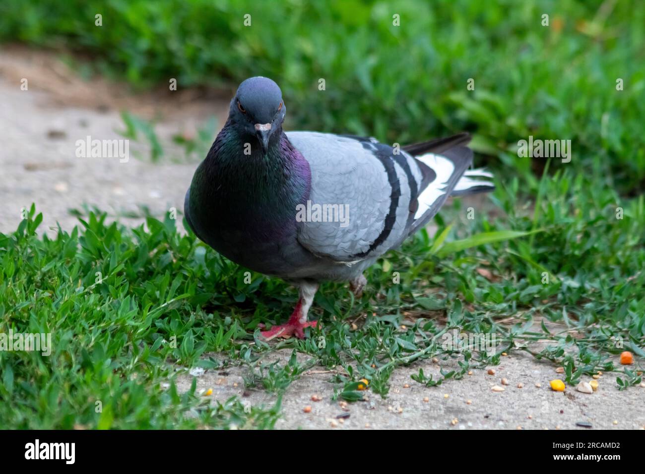 Pigeon without one leg in the grass Stock Photo - Alamy