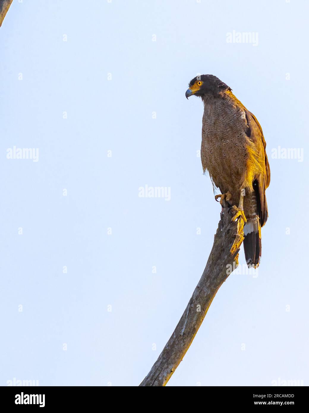 A Serpent eagle looking side way Stock Photo - Alamy