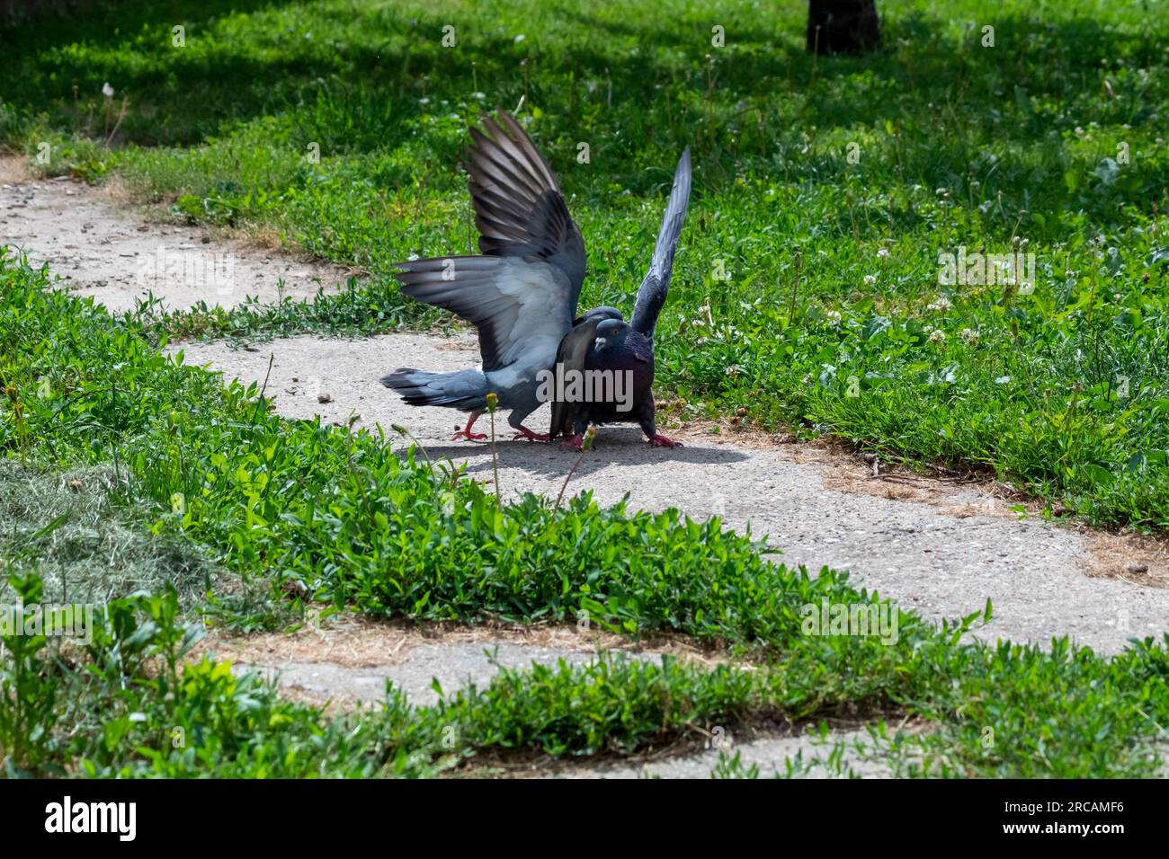 Two pigeons fightning, pigeon fight Stock Photo - Alamy