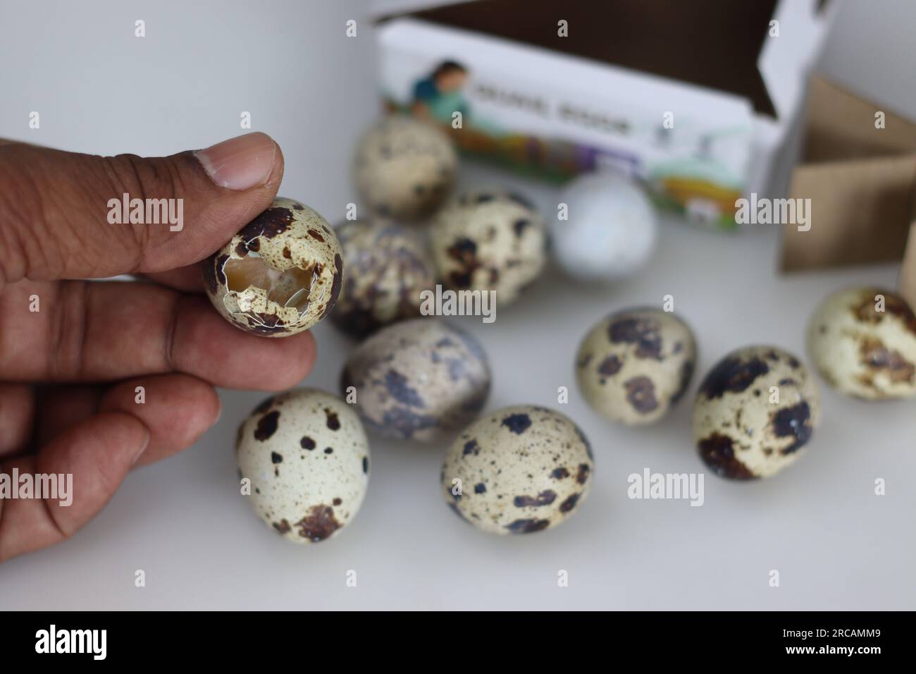 Broken shell of Quail egg. Quail eggs are eaten as food and considered ...