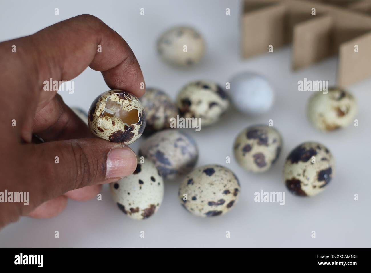 Broken shell of Quail egg. Quail eggs are eaten as food and considered ...