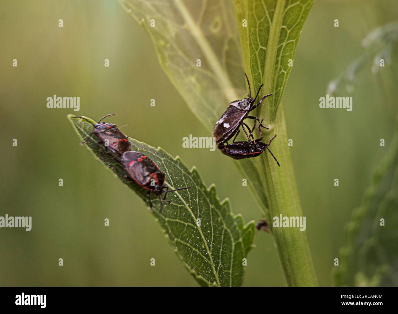 Love beetles hi-res stock photography and images - Alamy