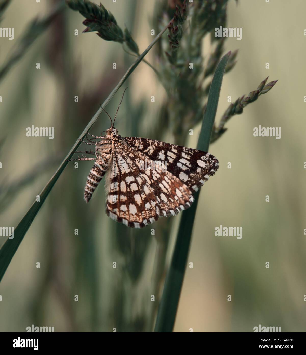 Checker flower hi-res stock photography and images - Alamy