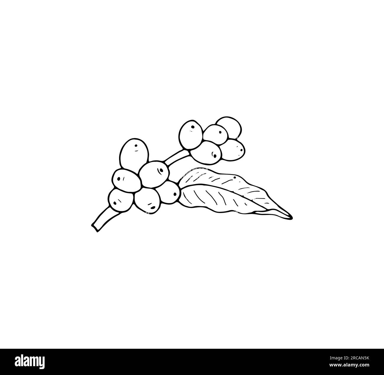 branch of coffee tree simple vector illustration, Hand-drawn isolated ...
