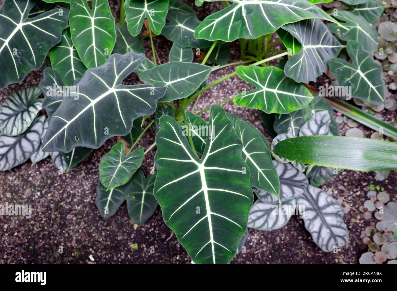 Tropical plants plant in the Ninfarium at Aberglasney Gardens in summer ...