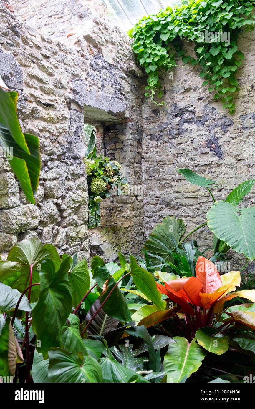 Tropical plants plant in the Ninfarium at Aberglasney Gardens in summer ...