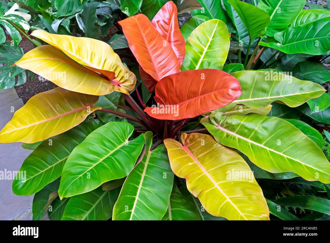 Tropical plants plant in the Ninfarium at Aberglasney Gardens in summer ...