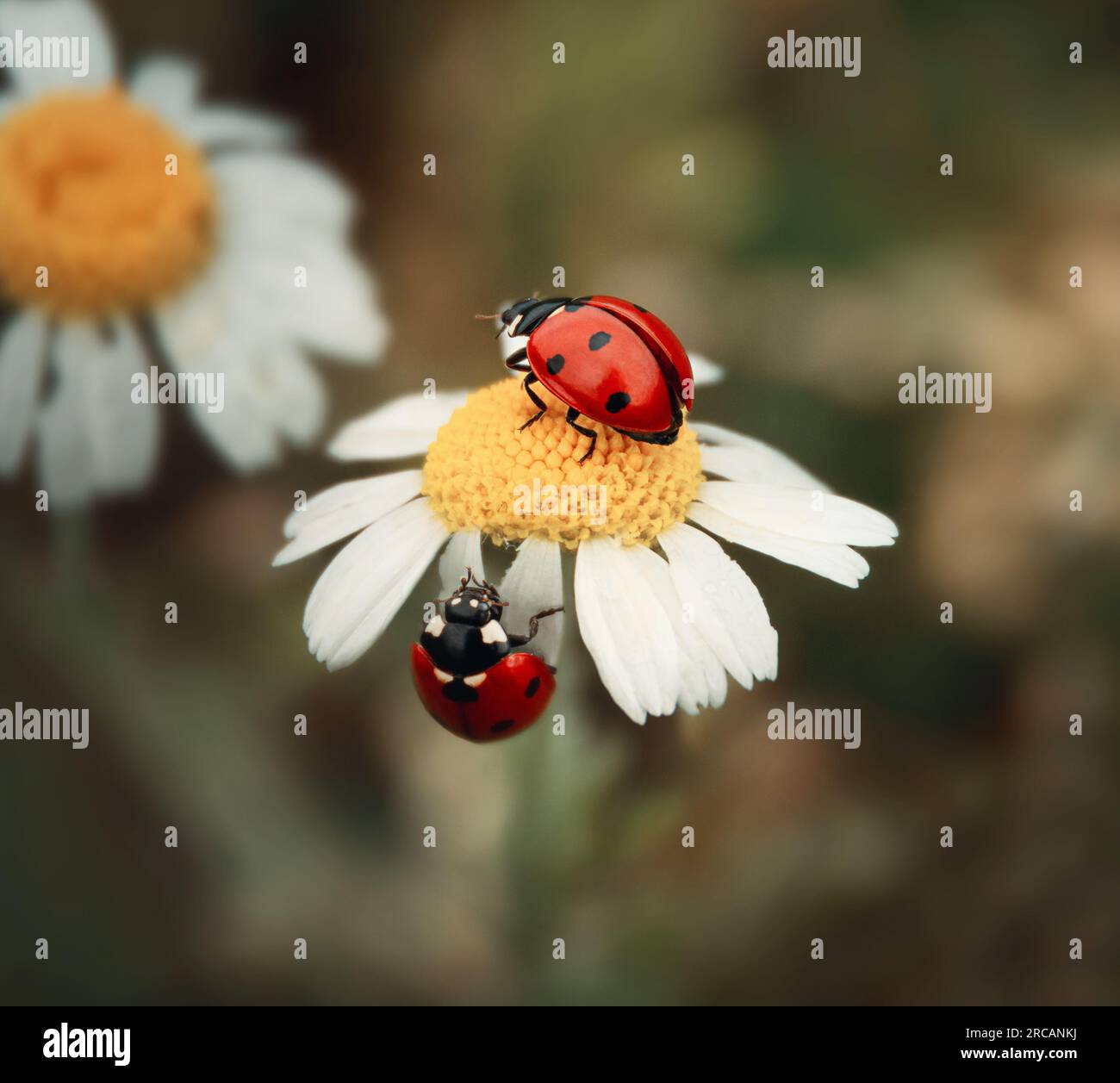 Beautiful ladybug flowers hi-res stock photography and images - Alamy