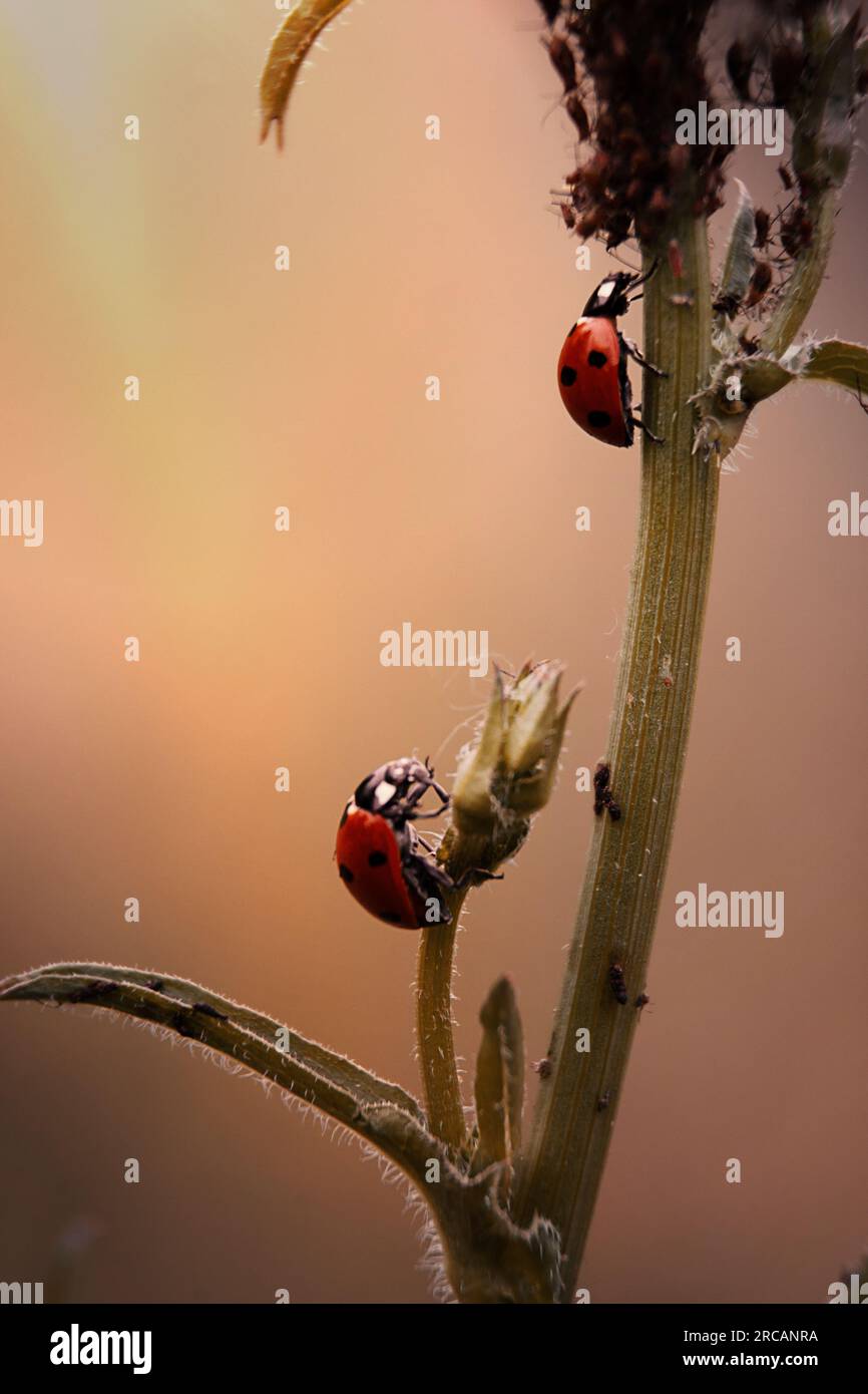 Ladybugs eating aphids hi-res stock photography and images - Alamy