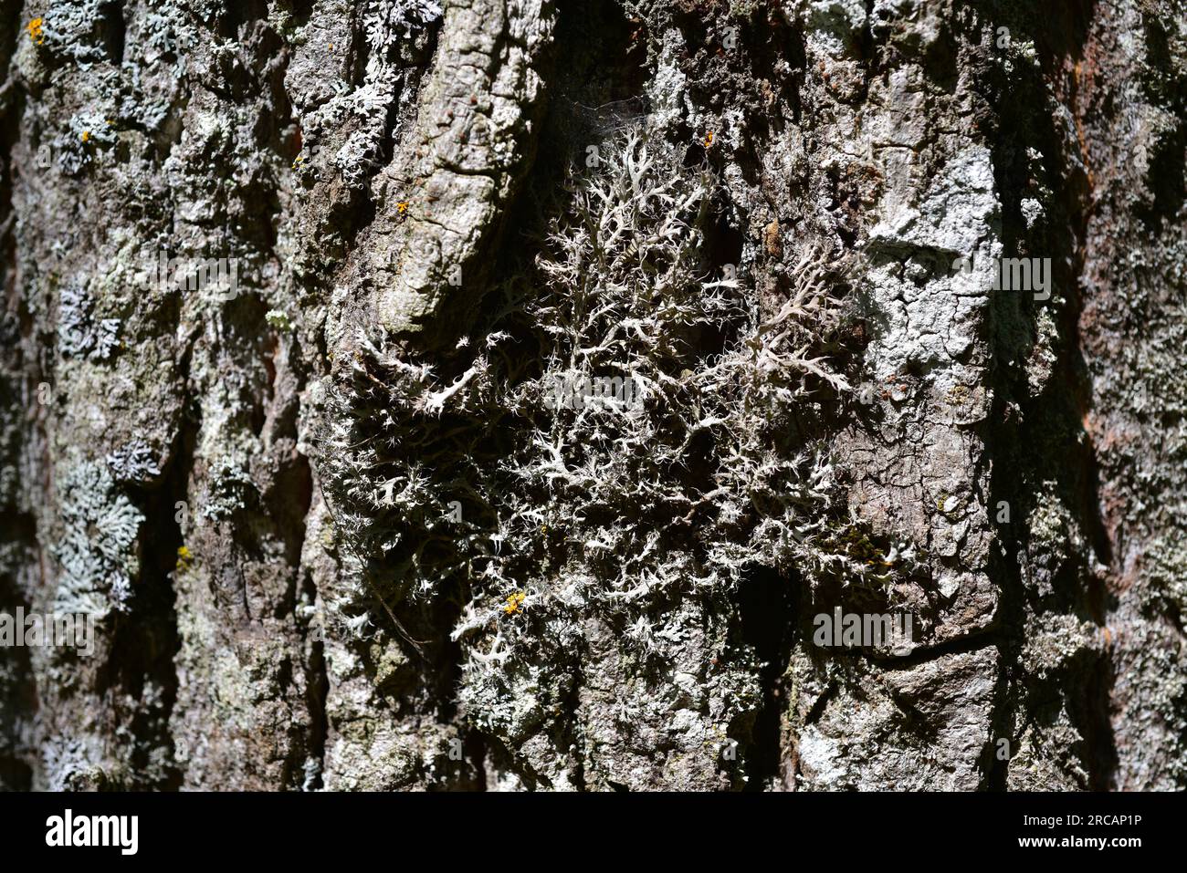 Anaptychia ciliaris hi-res stock photography and images - Alamy