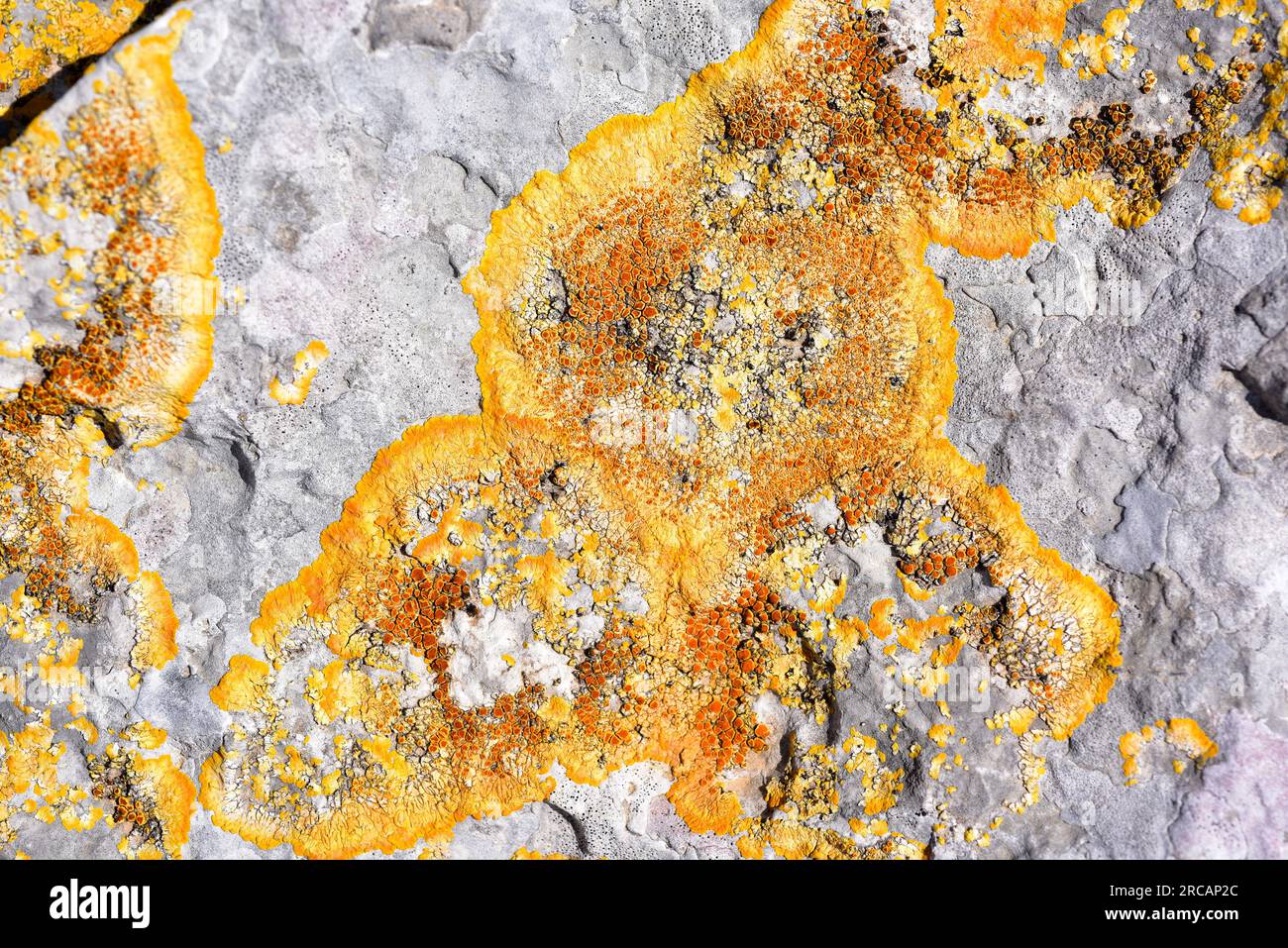 Caloplaca aurantia is a crustose lichen native to Mediterranean region ...