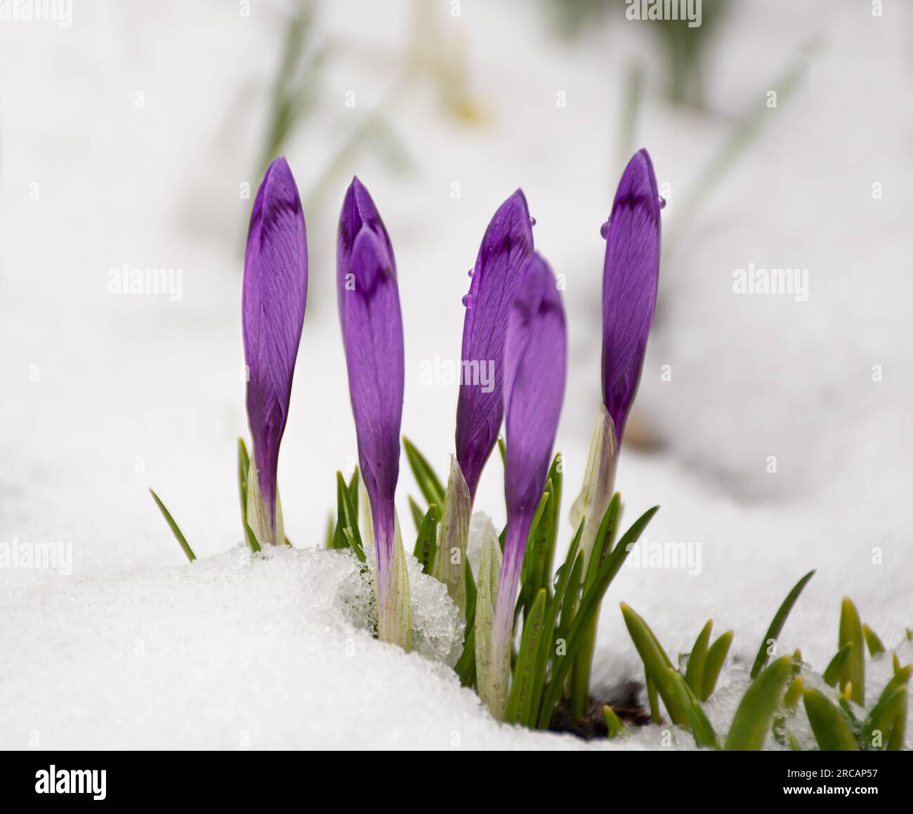 Spring crocus wallpaper hi-res stock photography and images - Alamy