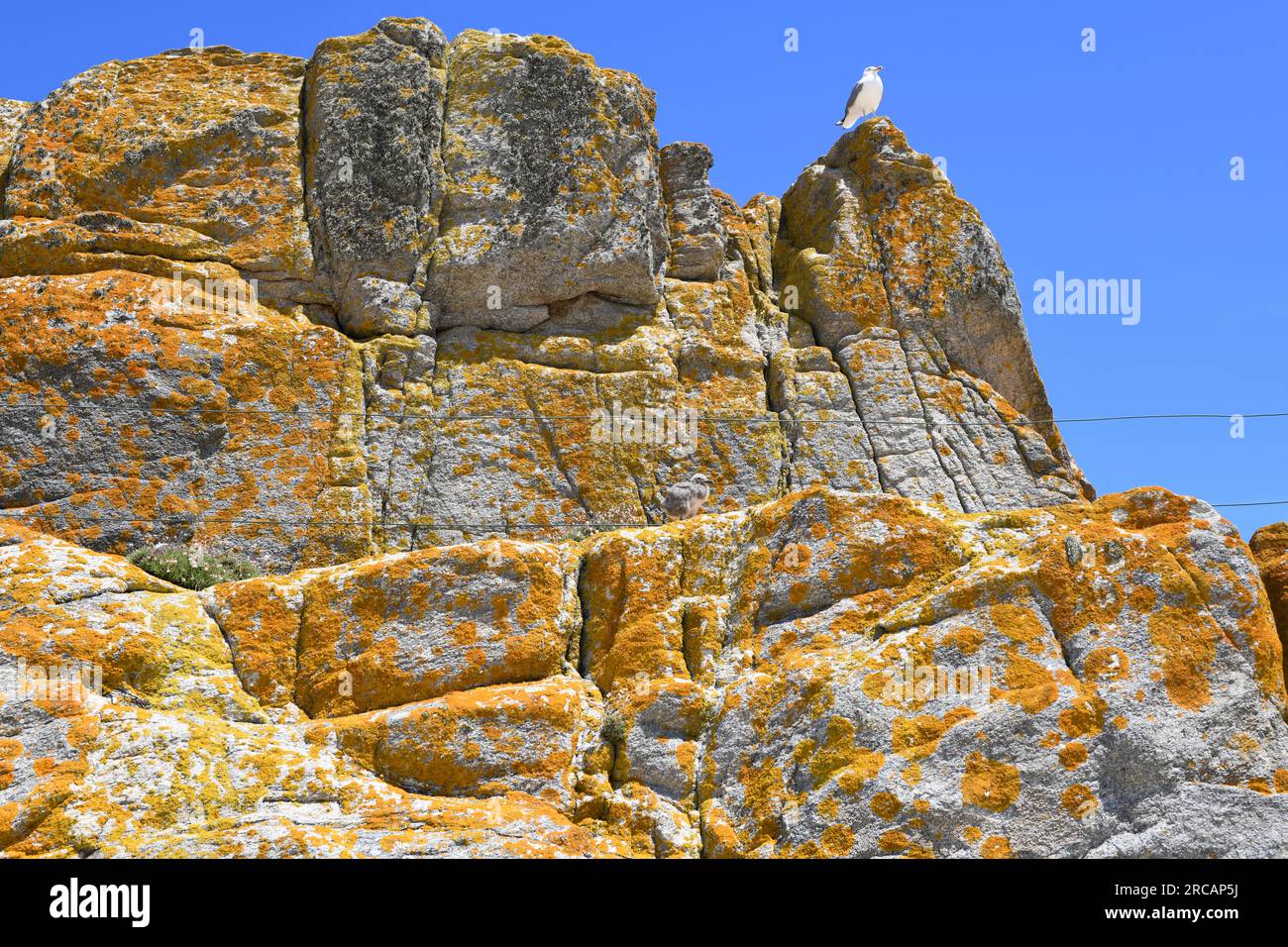 Caloplaca marina is a crustose lichen. Marine granite cliff with adult ...