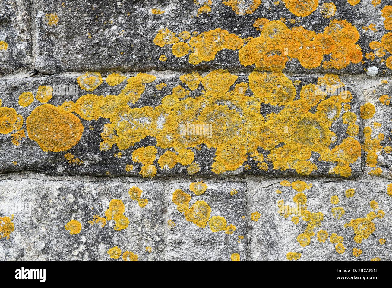 Caloplaca marina hi-res stock photography and images - Alamy