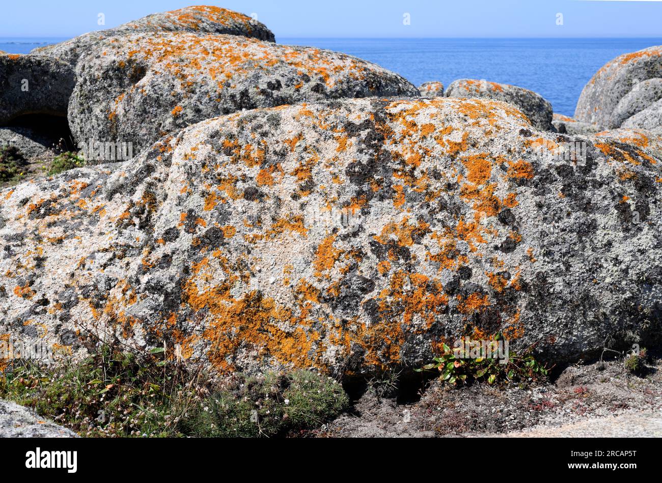 Caloplaca marina is a crustose lichen. Marine granite cliff with adult ...