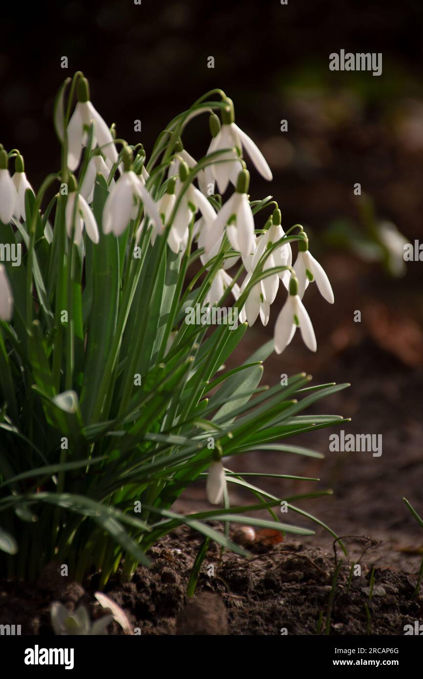 bush of spring snowdrop flowers in bright sun, soft focus Stock Photo ...