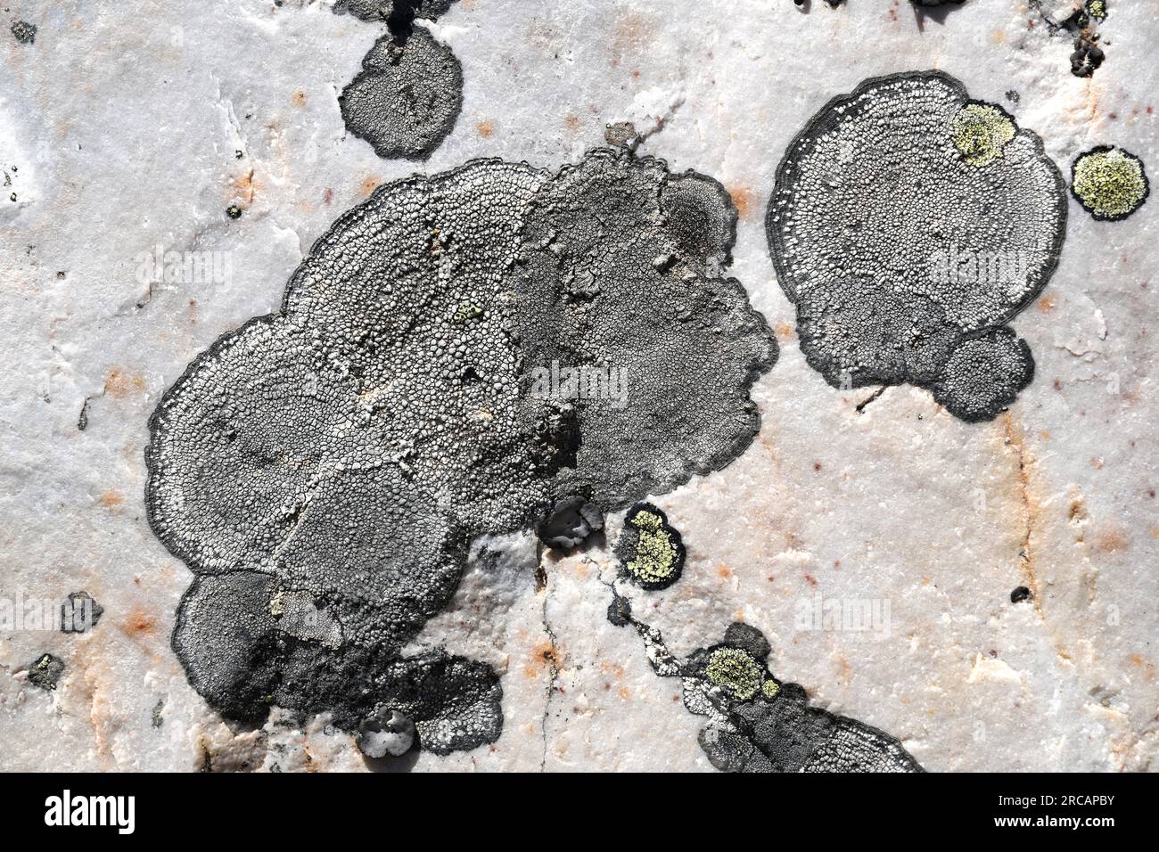 Lichens siliceous rocks hi-res stock photography and images - Alamy