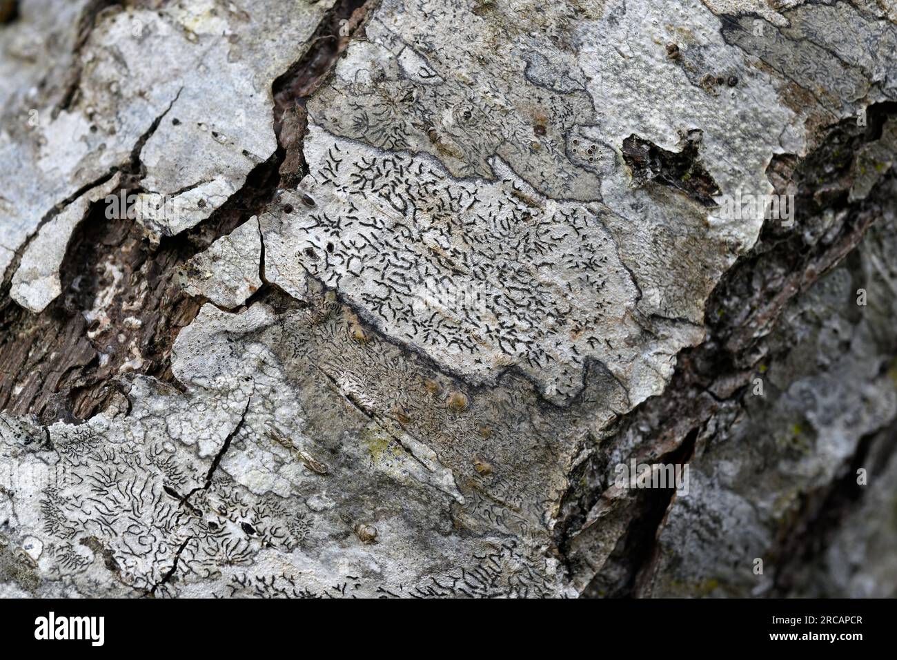 Graphis elegans is a crustose lichen that grow on tree barks. This ...