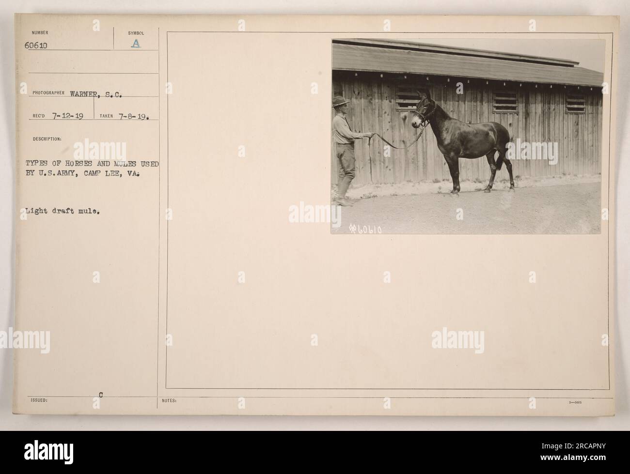 Photograph depicting a light draft mule, known as SUMBER, used by the U ...