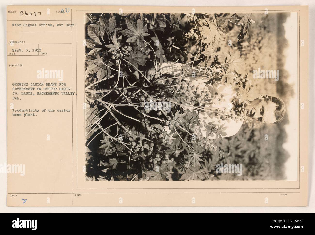 Farmers in the Sacramento Valley, California, were involved in growing ...