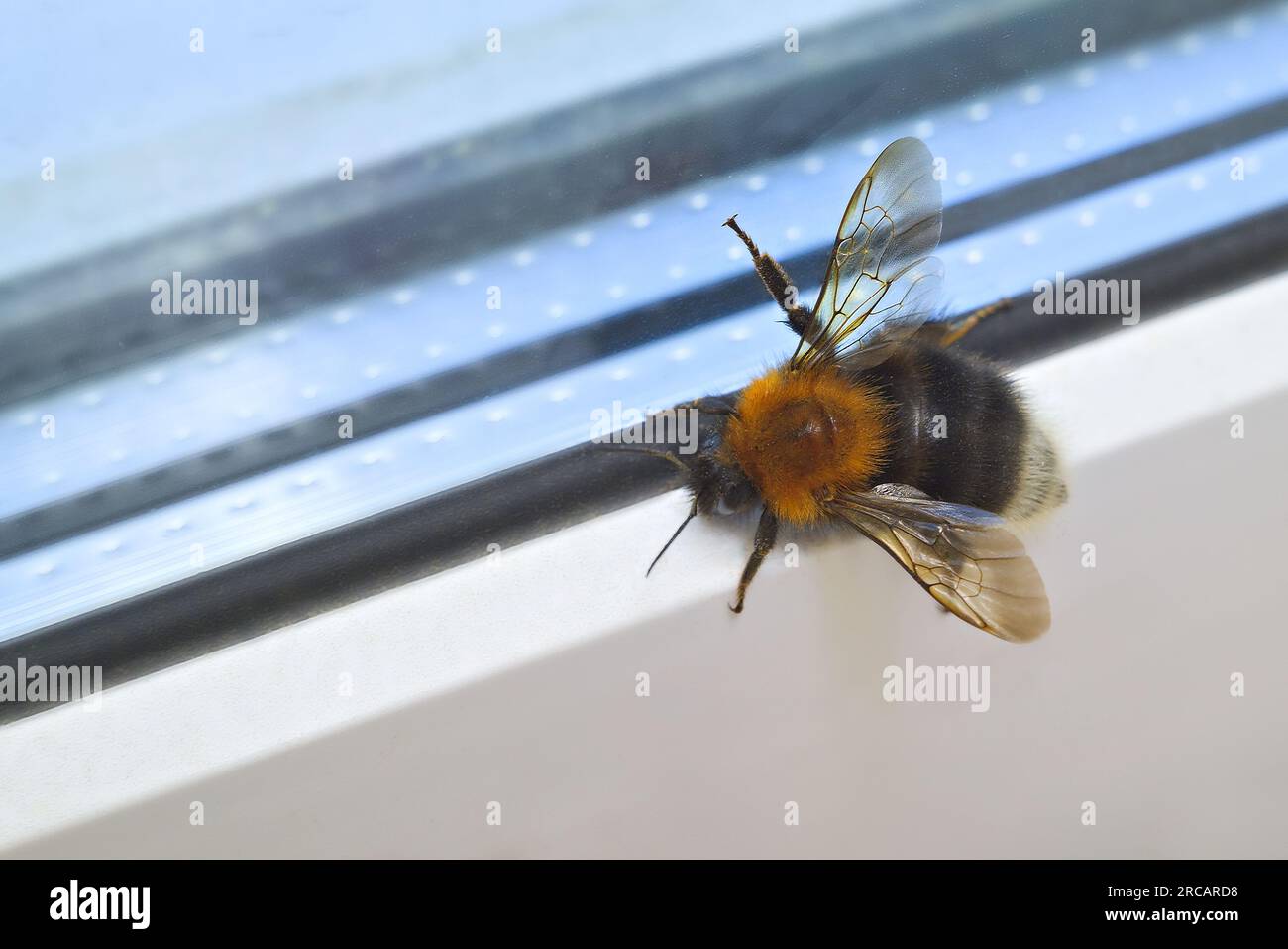 A large bumblebee on a home windowsill Stock Photo - Alamy