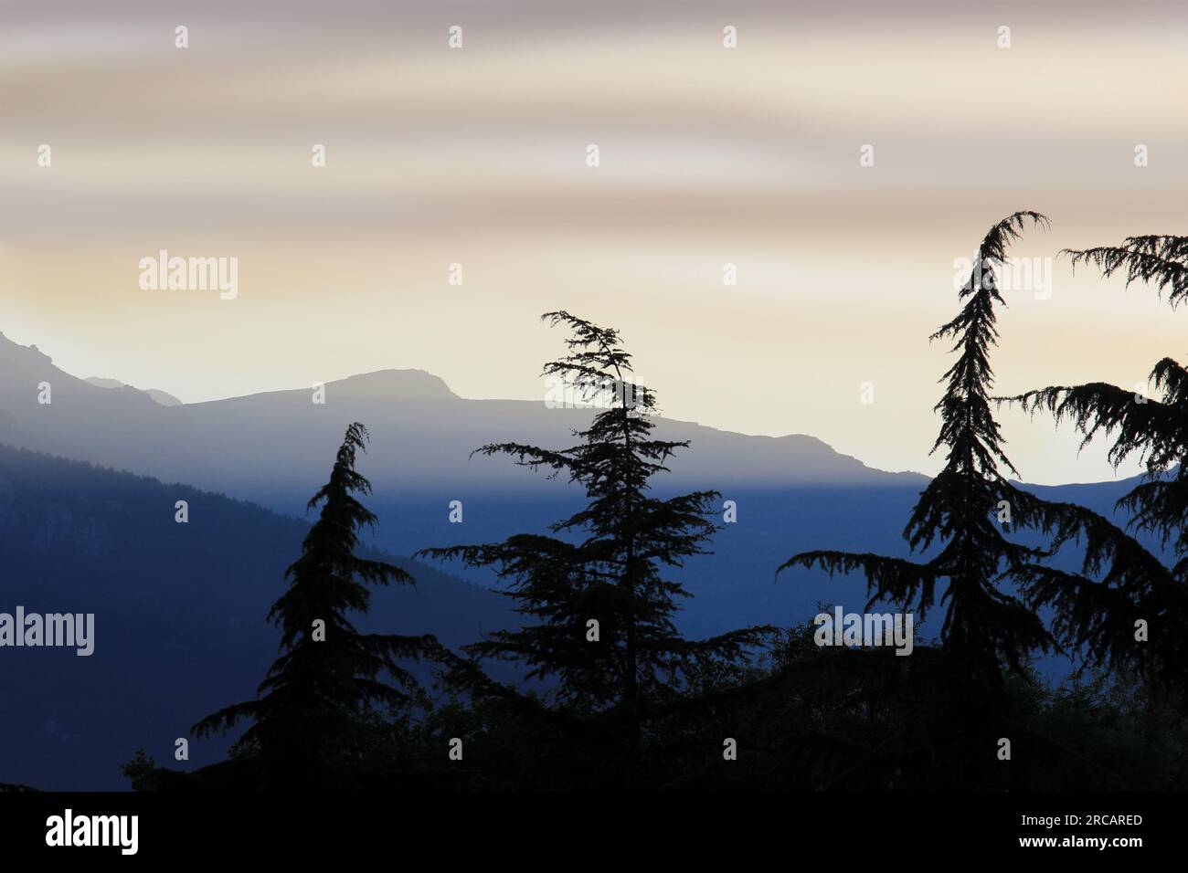trees silhouette at sunset against alpine background Stock Photo - Alamy