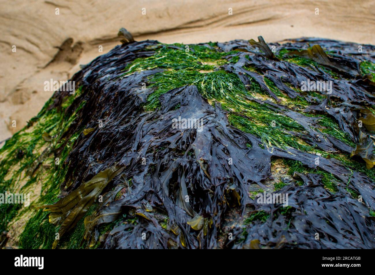 Moss and Seaweed on a Rock at the Beach, Cornwall, England, UK Stock ...