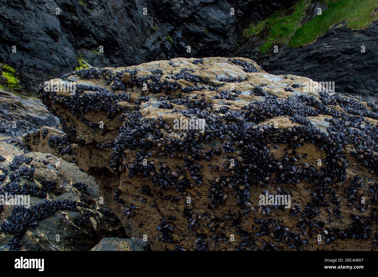 Beds of Mussels at the Beach, Cornwall, England, UK Stock Photo - Alamy