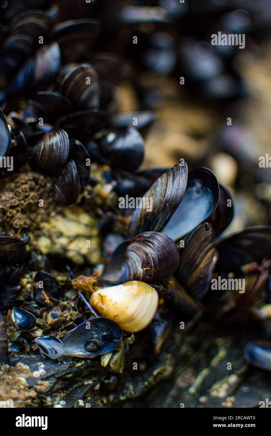 Freshwater mussel beds hi-res stock photography and images - Alamy