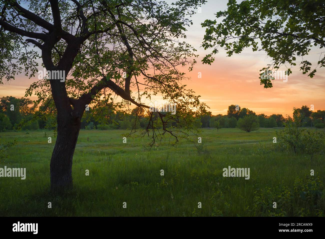 Trees in the forest at sunset. Forest trees in nature Stock Photo - Alamy