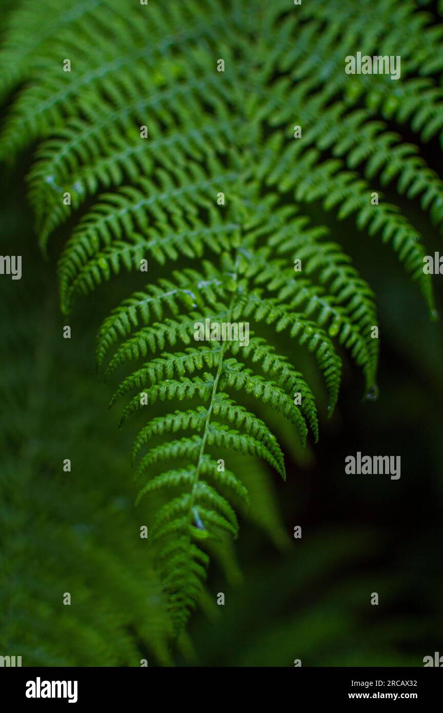A Close Up of a Fern in Cardinham Woods, Cornwall, England, UK Stock ...