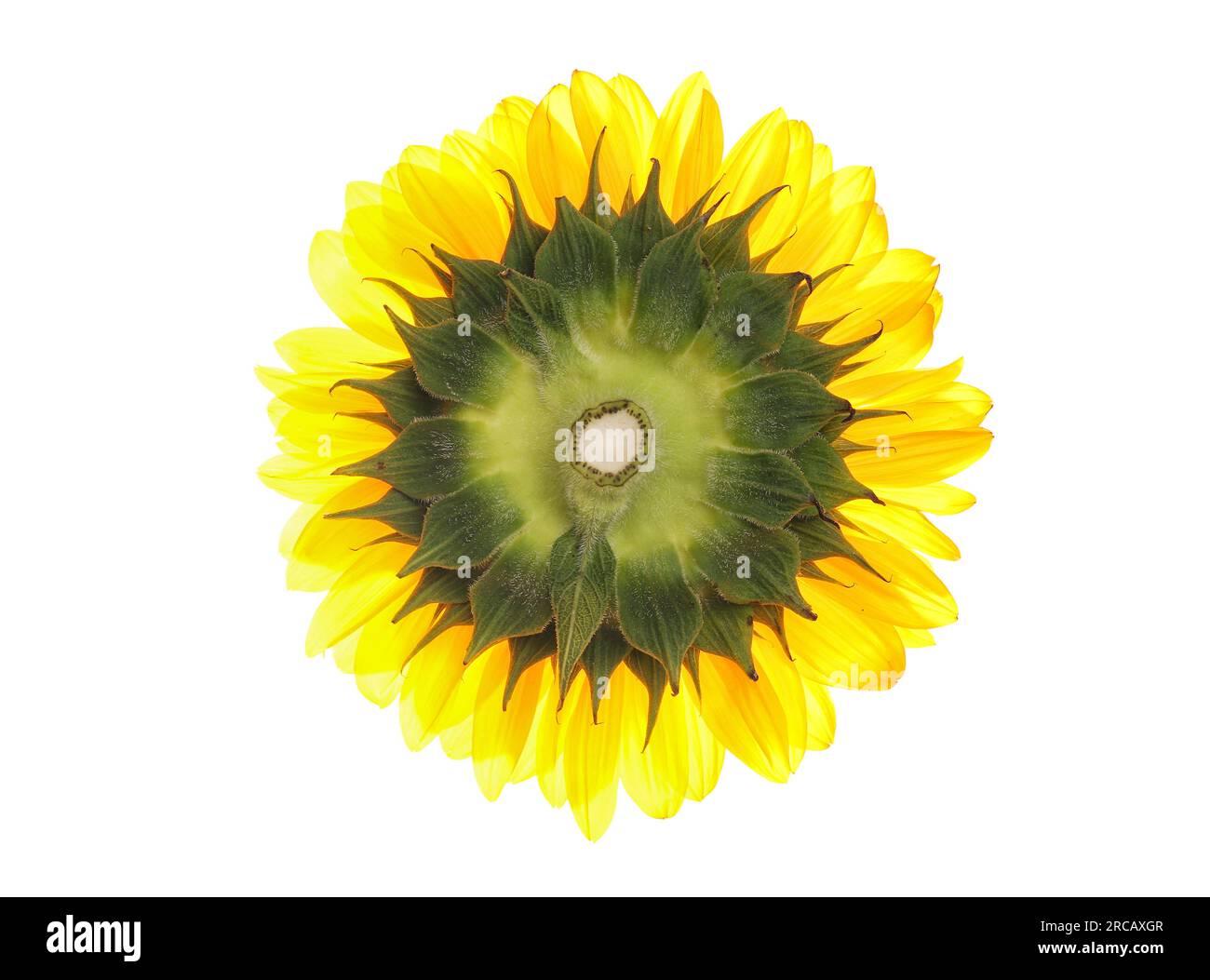 Flying sunflower on white background Stock Photo - Alamy