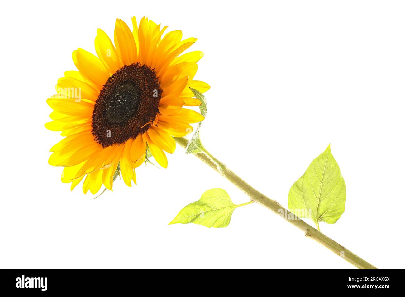 Flying sunflower on white background Stock Photo - Alamy