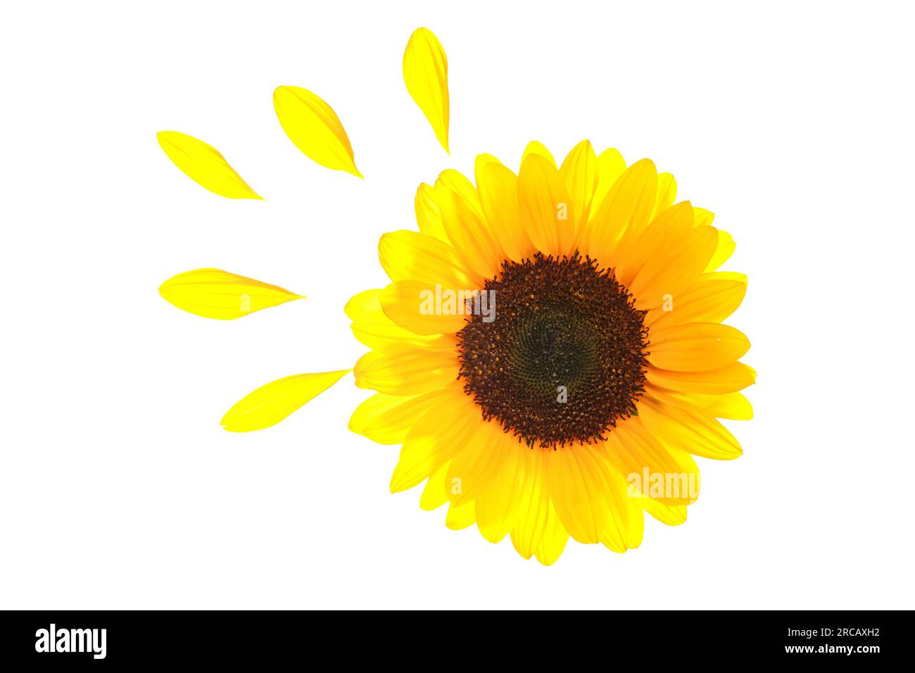Flying sunflower and petals on white background Stock Photo - Alamy